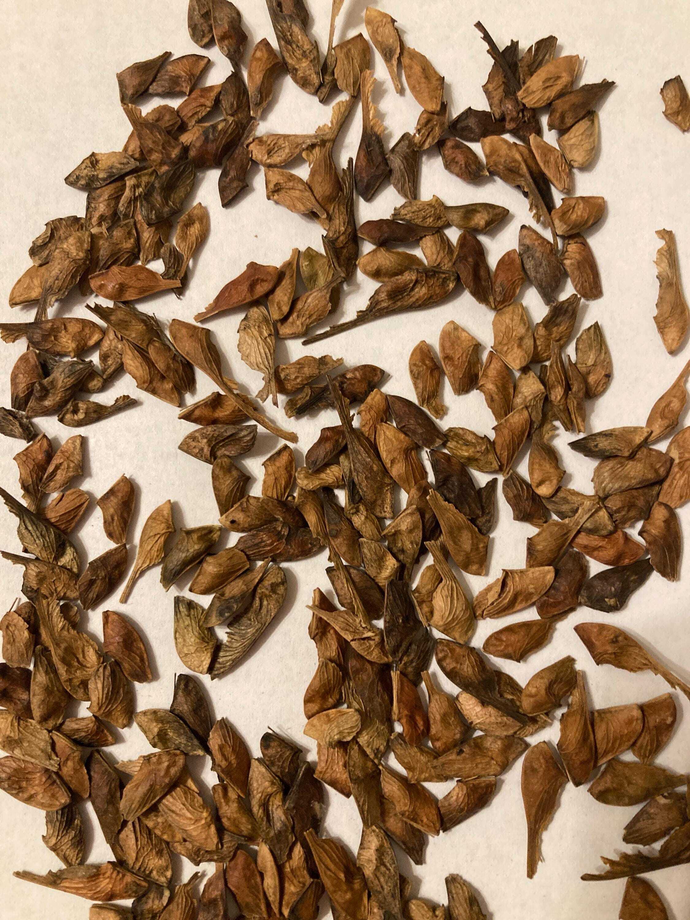 Tatarian Maple Tree Seeds (ACER TATARICUM)(Tartar Maple)(Tatar Maple ...