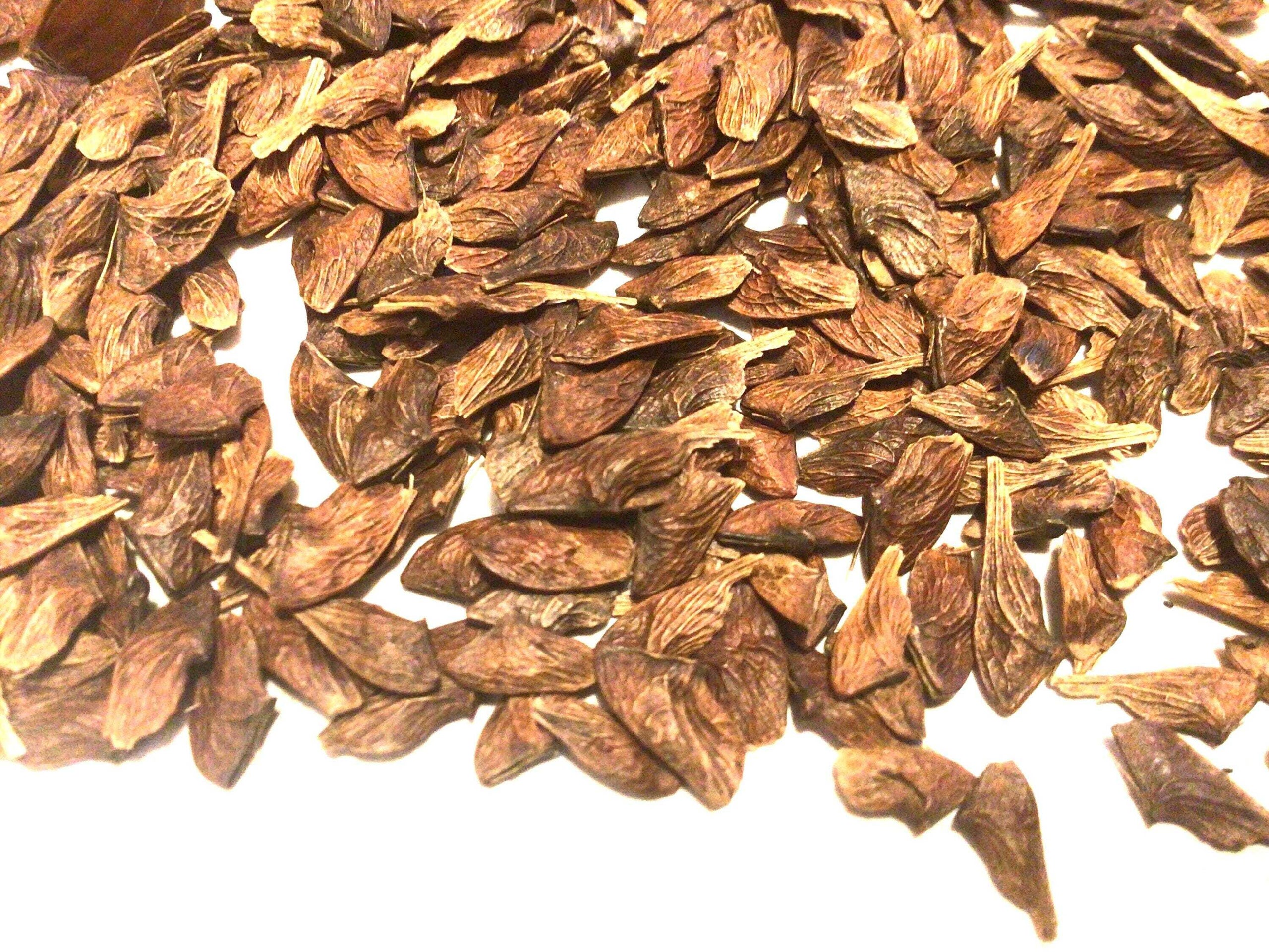 Flame Amur Maple Tree Seeds (ACER TATARICUM subsp. GINNALA ‘Flame ...