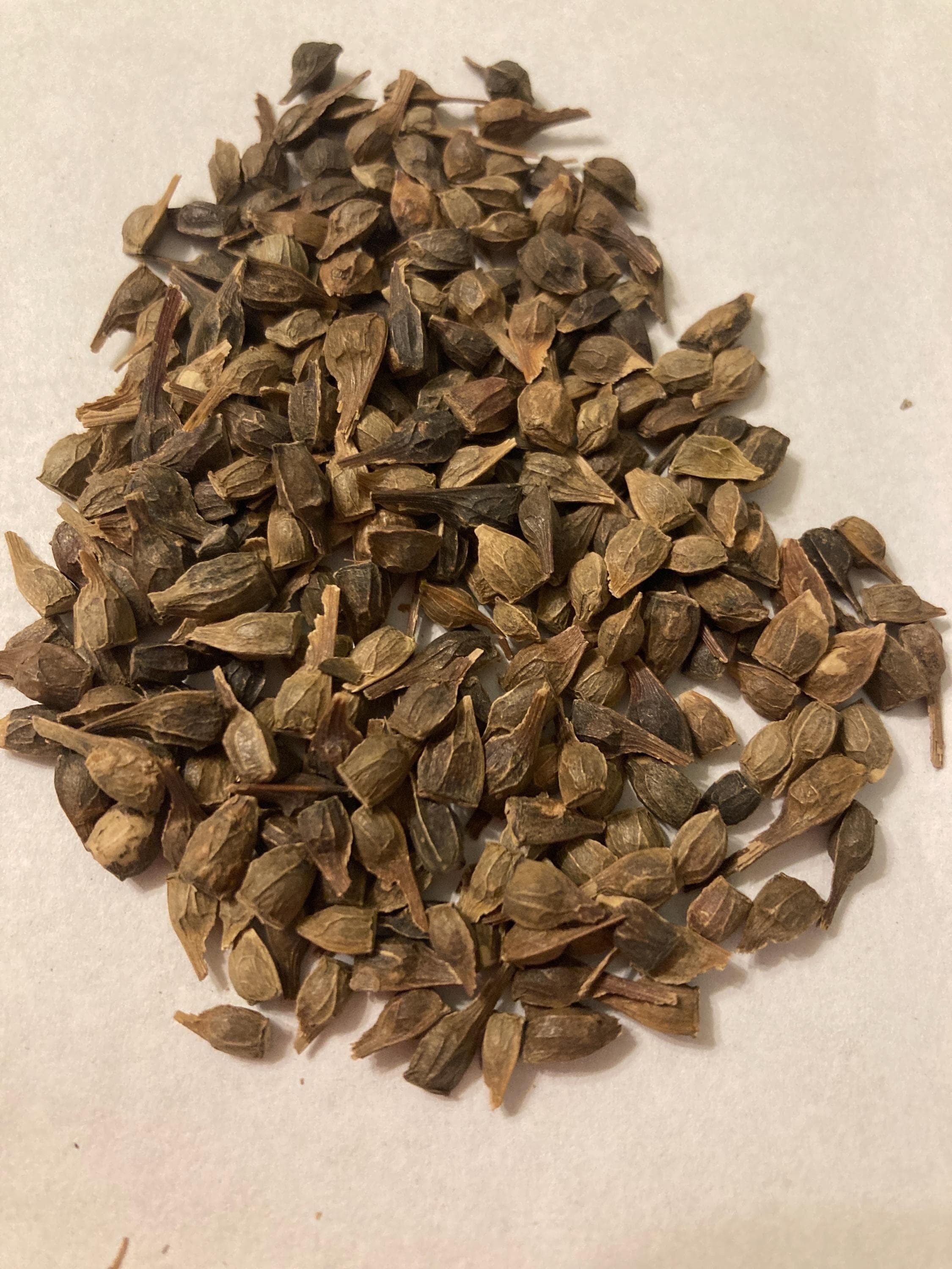 Oliver’s Maple Tree seeds (ACER OLIVERIANUM) (Taiwan Maple ...