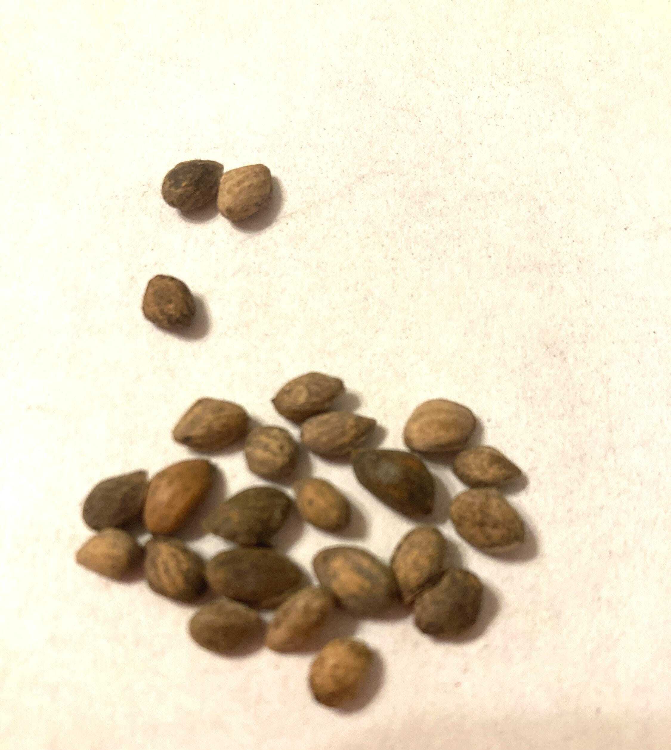 Arizona Longleaf Pine Tree Seeds (PINUS ENGELMANNII) (Apache Pine ...