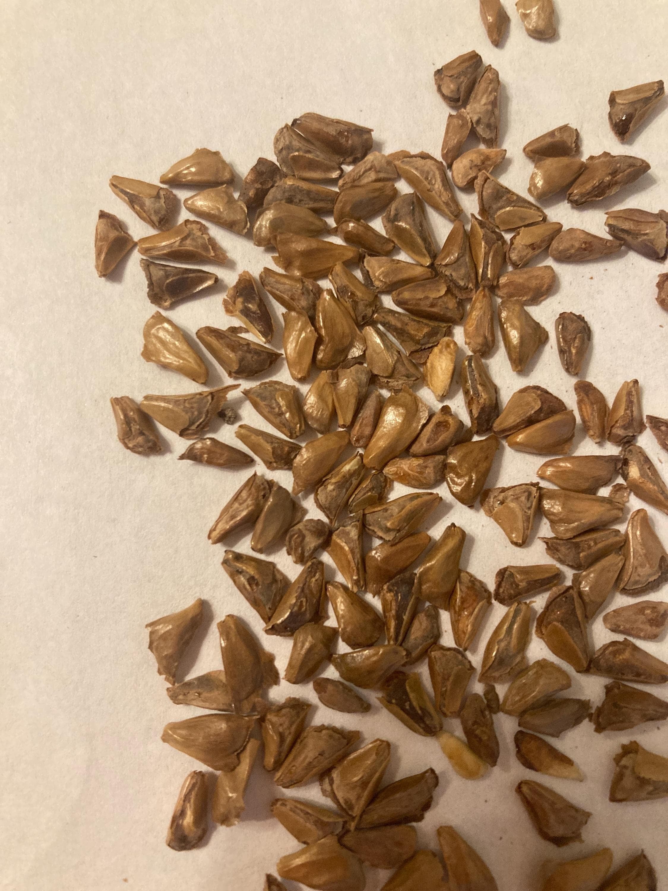 White Balsam Tree Seeds (ABIES LASIOCARPA) ( Subalpine Fir, Rocky ...