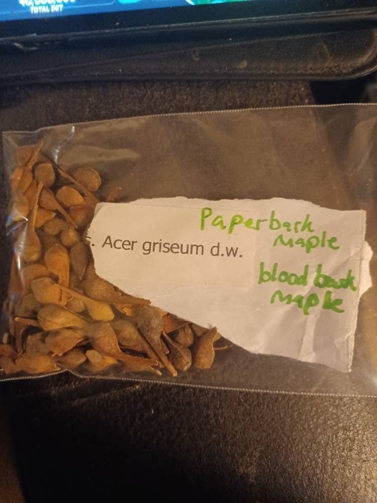 Paperbark Maple Tree Seeds (Acer Griseum) ((Bloodbark Maple ...