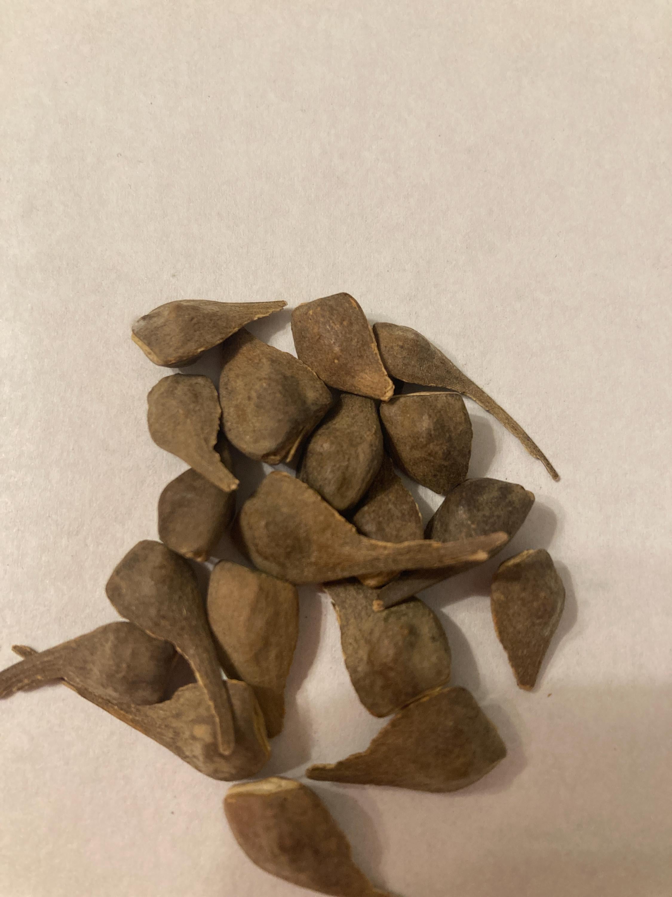 Roughbark Maple Tree Seeds (ACER TRIFLORUM) ( Three-Flower Maple ...