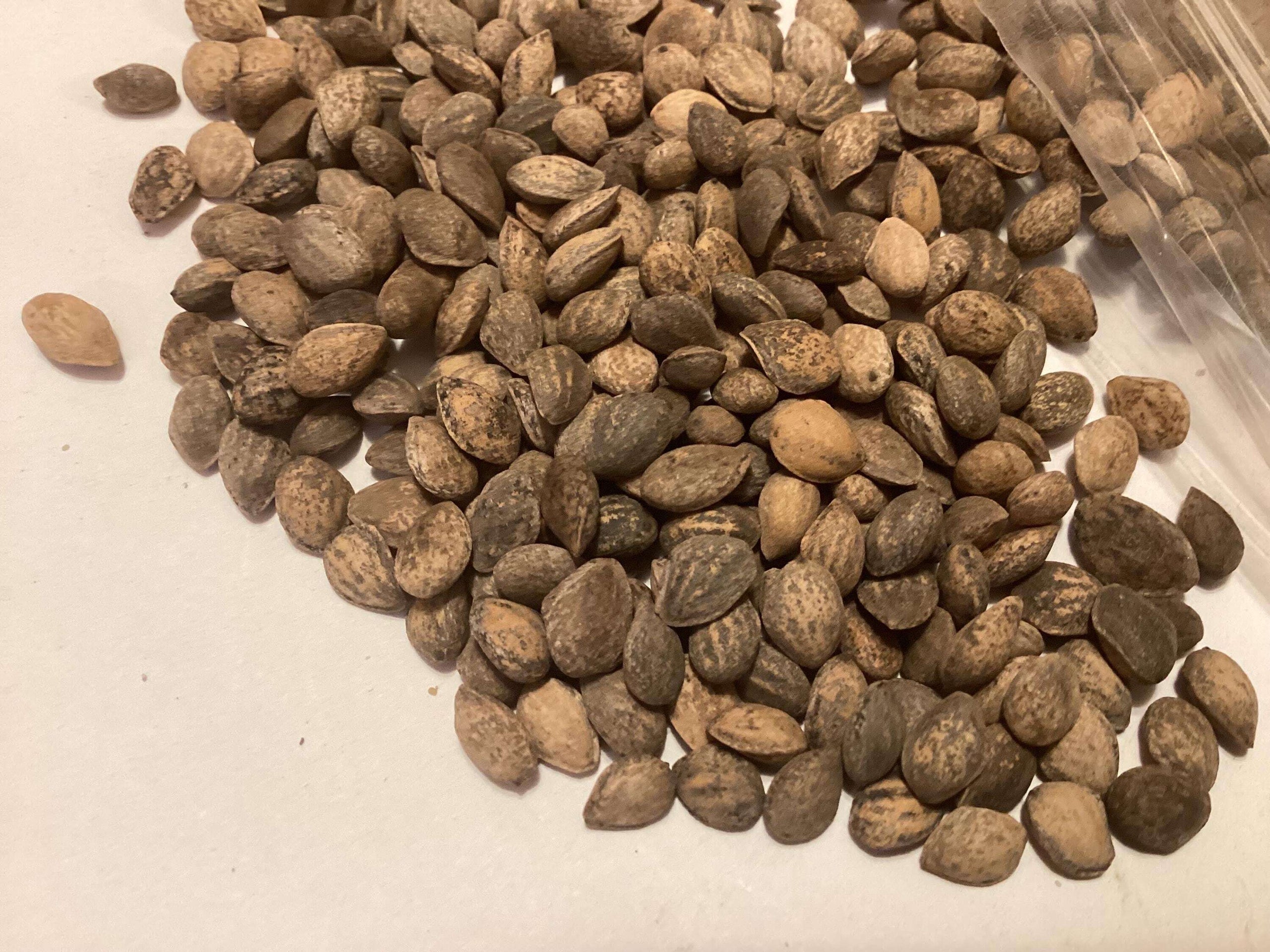 Apache Pine Tree Seeds (PINUS ENGELMANNII) | TreeSeedMan.Com TREE ...