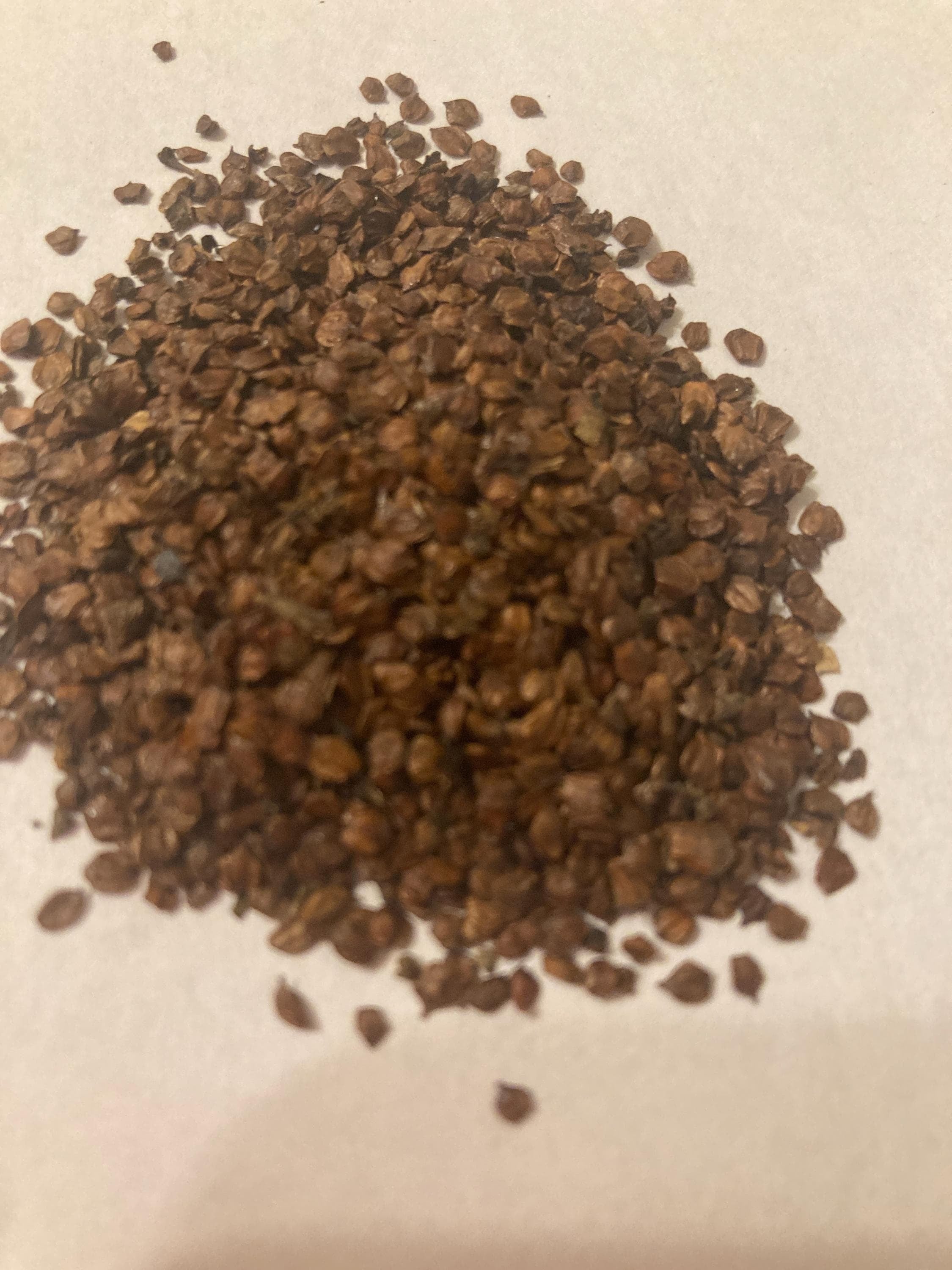 European Alder Tree Seeds (ALNUS GLUTINOSA) (European Black Alder ...