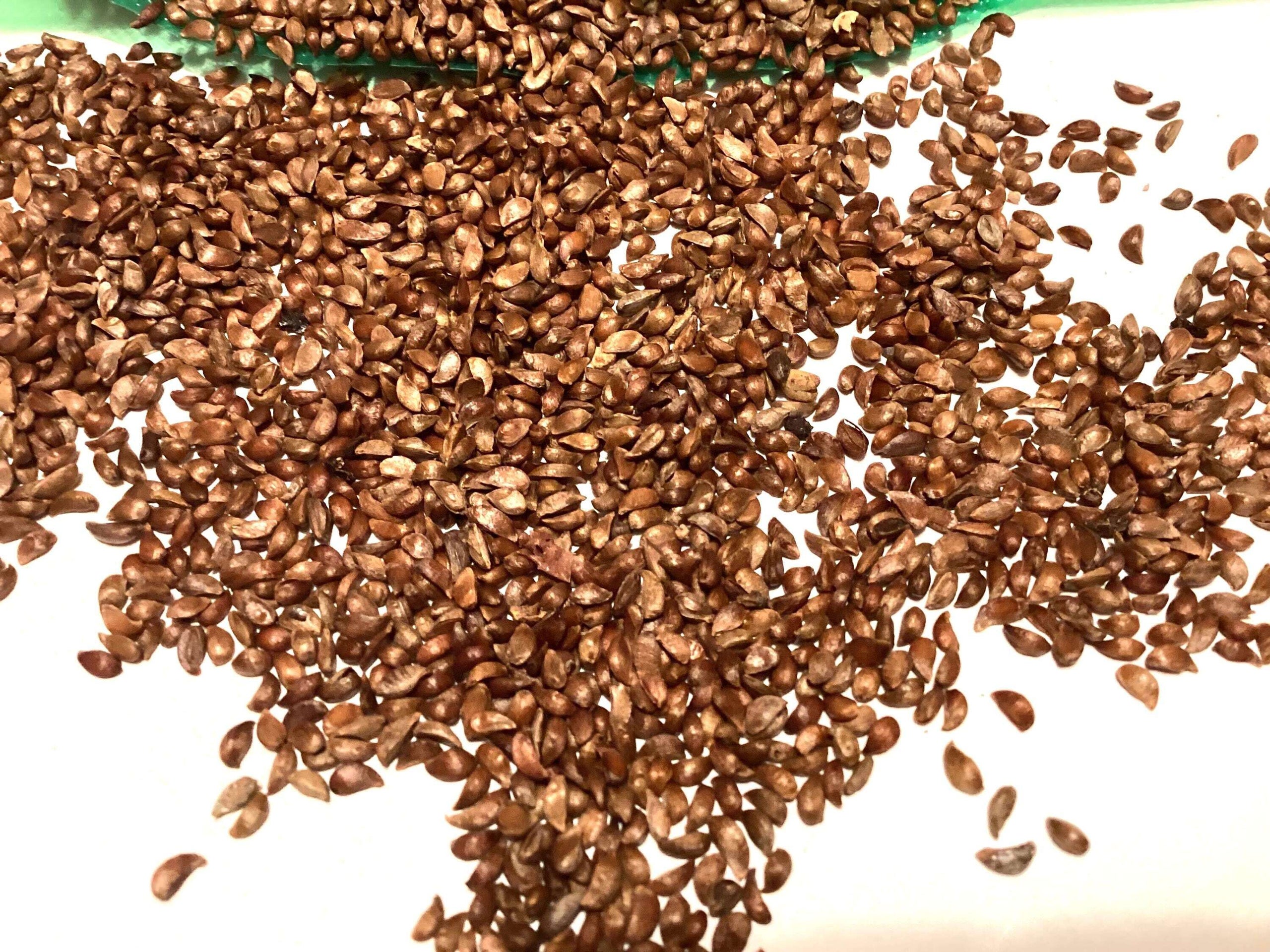 MALUS BACCATA Tree Seeds (Siberian/ Chinese/ Manchurian Crab Apple ...