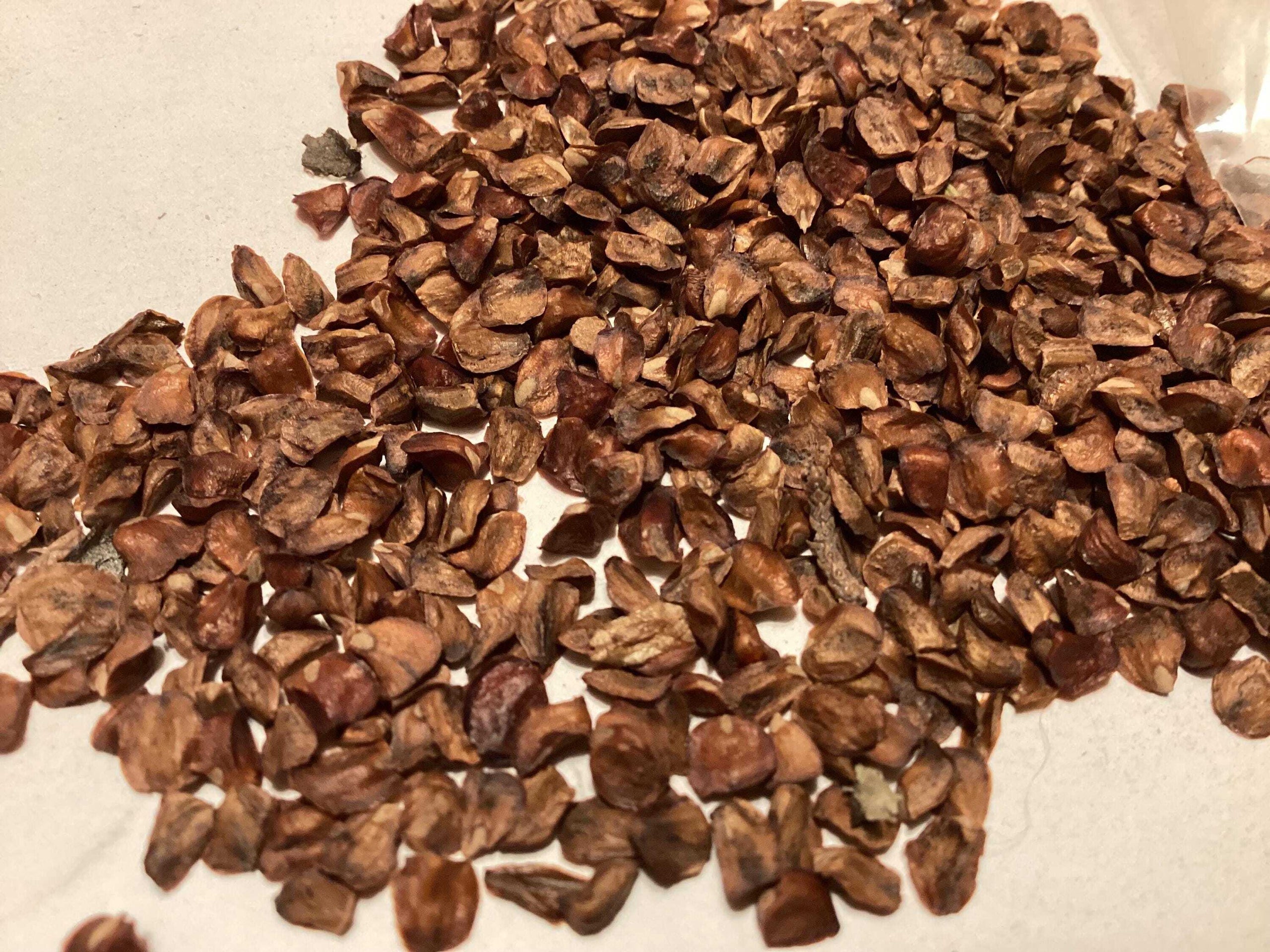 Piute Cypress Tree Seeds (CUPRESSUS NEVADENSIS) | TreeSeedMan.Com TREE ...