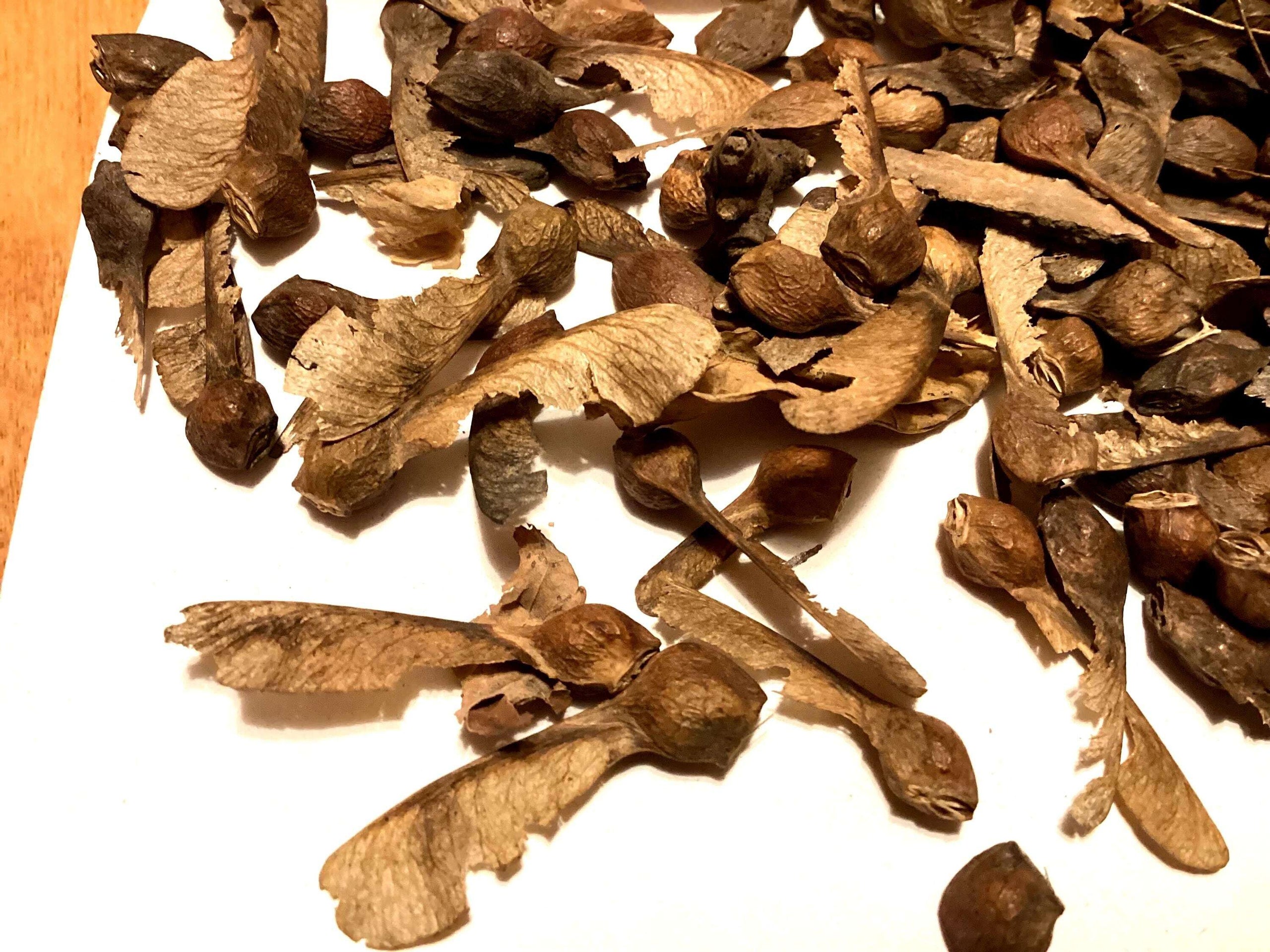 Sugar Maple Tree Seeds (ACER SACCHARUM) (Northern Sourced With Wings ...