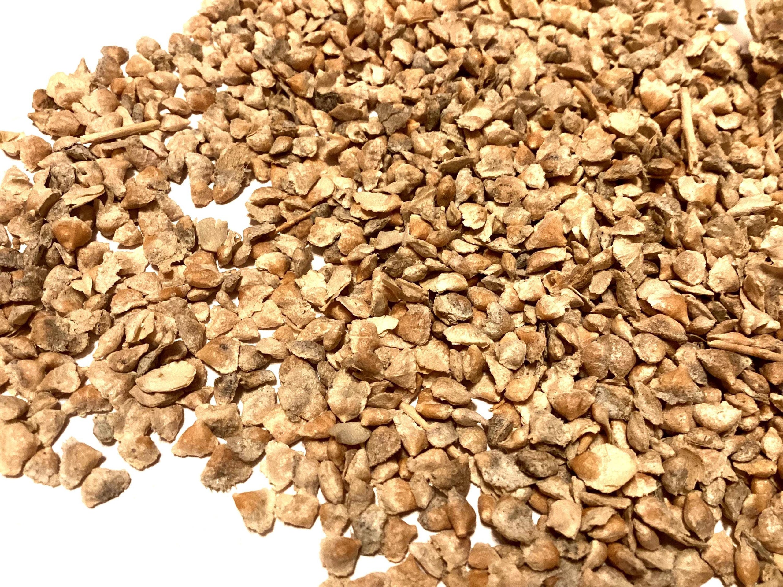 Spiny Saltbush Shrub Seeds (ATRIPLEX CONFERTIFOLIA)(Shadscale ...