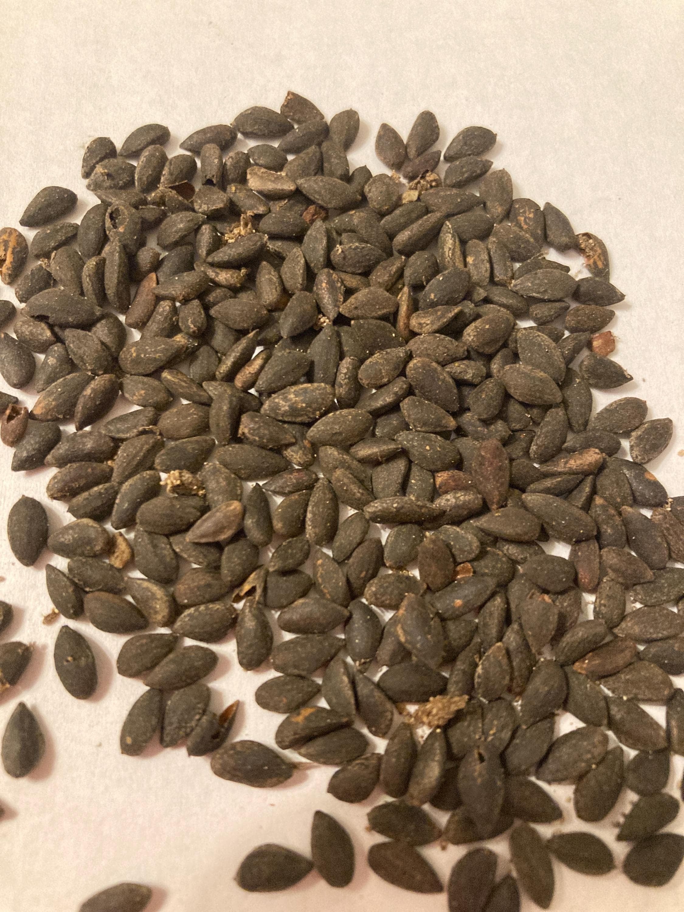 Jerusalem Pine Tree Seeds. (PINUS HALEPENSIS) (Aleppo Pine ...