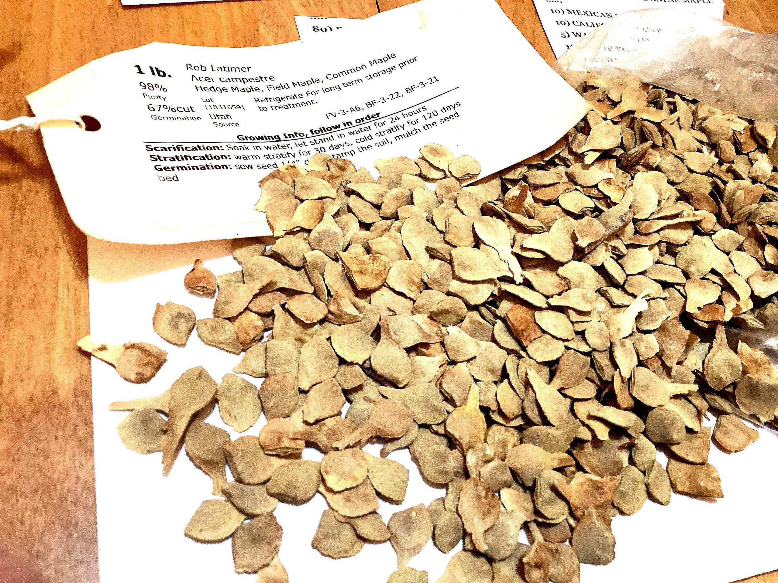 Hedge Maple Tree Seeds (ACER CAMPESTRE) (Common Maple) (Field Maple ...