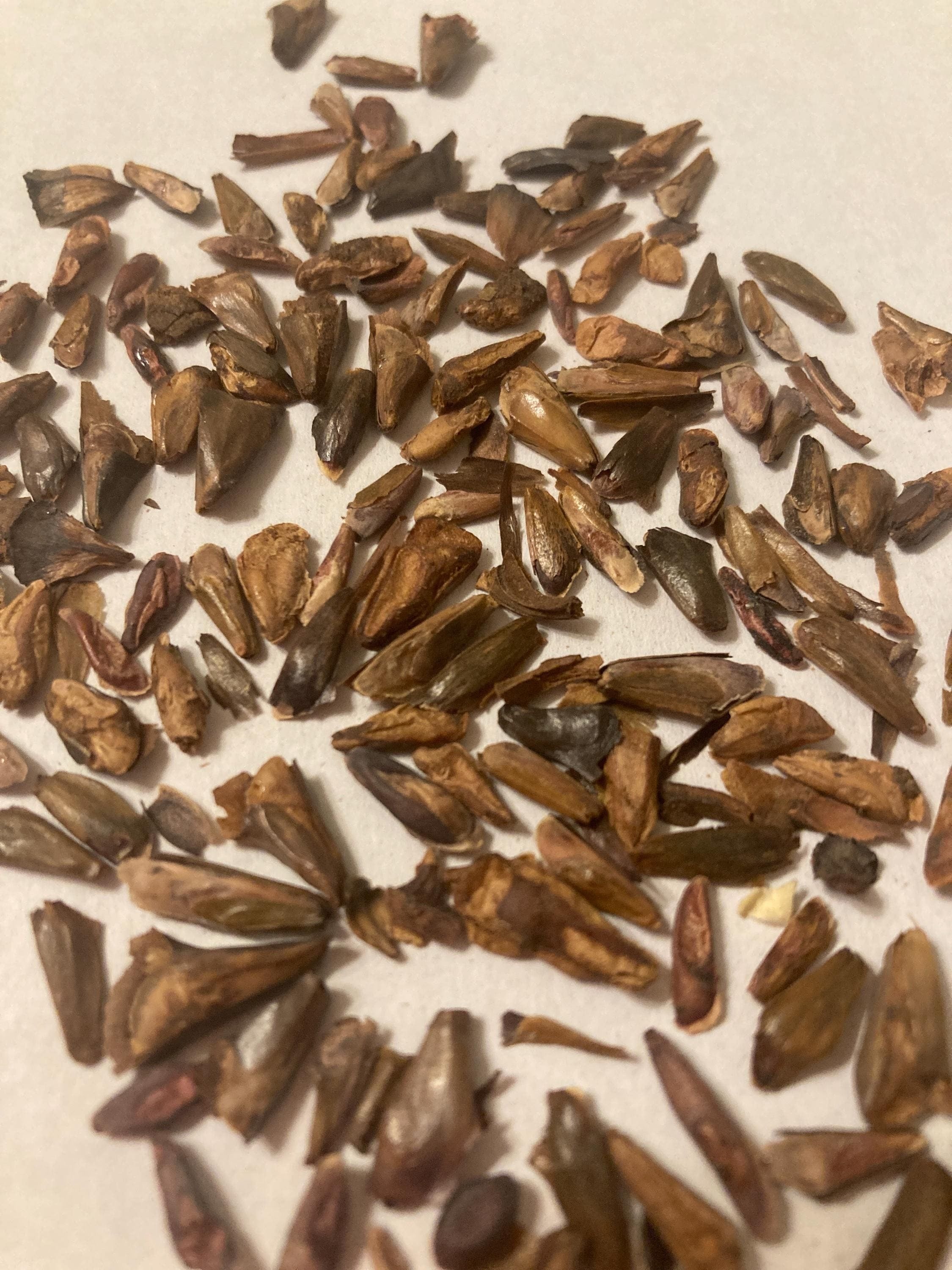 Faber's Fir Tree Seeds (ABIES FABRI) | TreeSeedMan.Com TREE, SHRUB ...