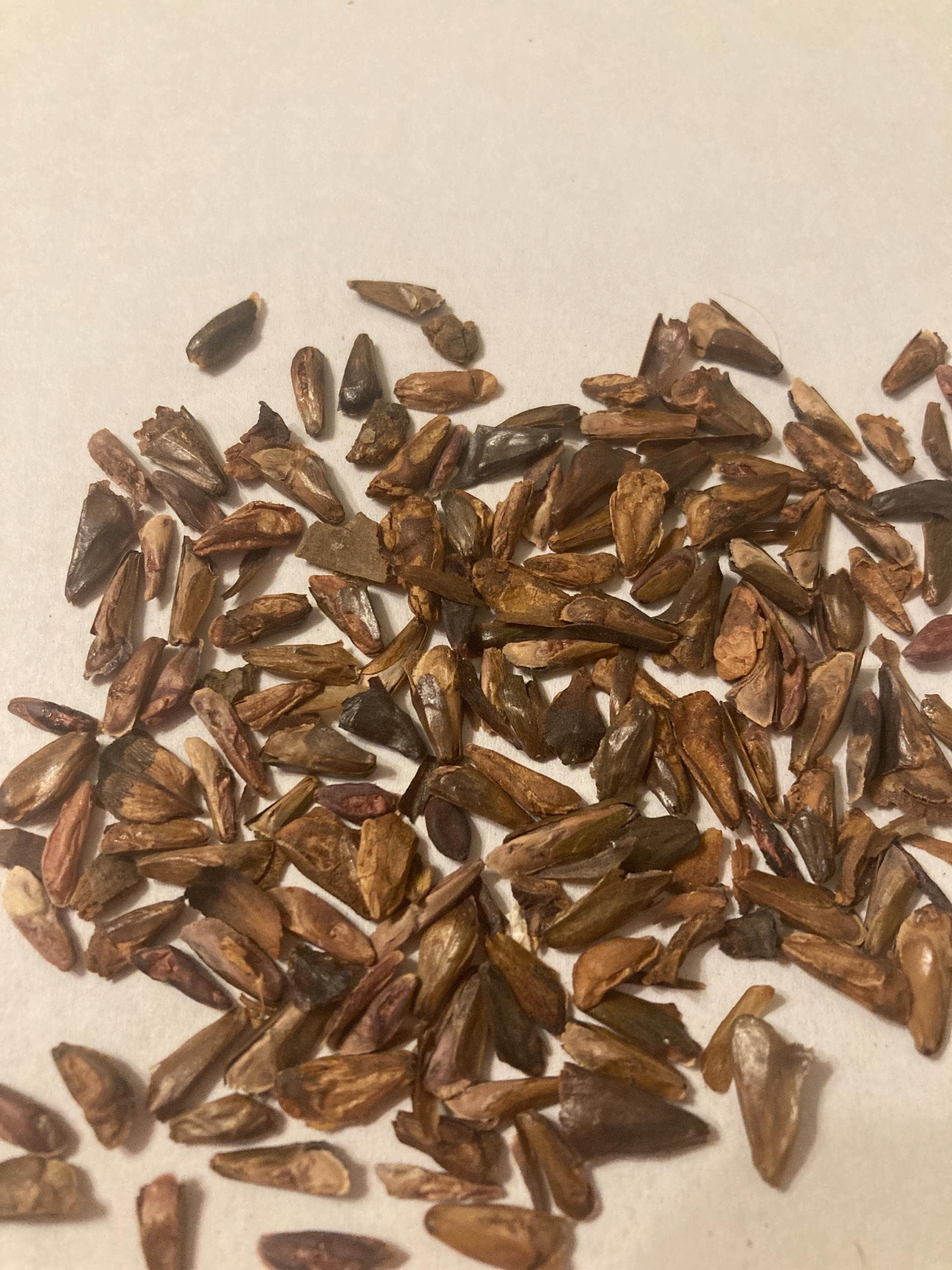 Faber’s Fir Tree Seeds (ABIES FABRI) | TreeSeedMan.Com TREE, SHRUB ...