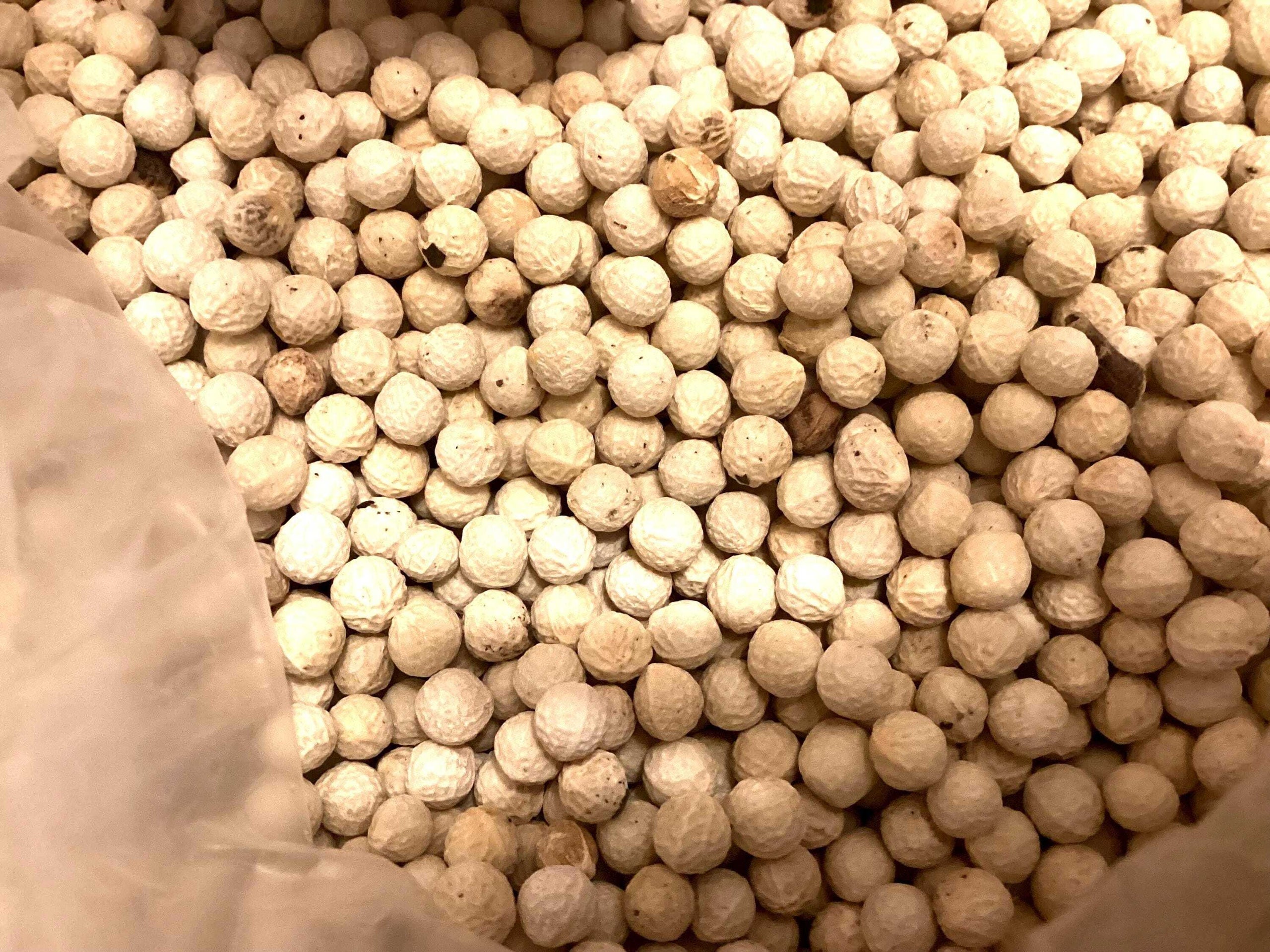 Sugarberry Tree Seeds (CELTIS LAEVIGATA) (Southern Hackberry ...