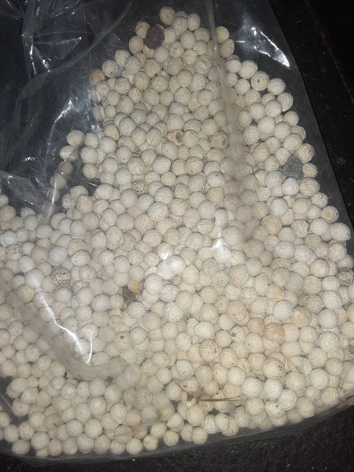 Netleaf Sugar Hackberry Tree Seeds (Celtis Iaevigata) (Sugarberry ...