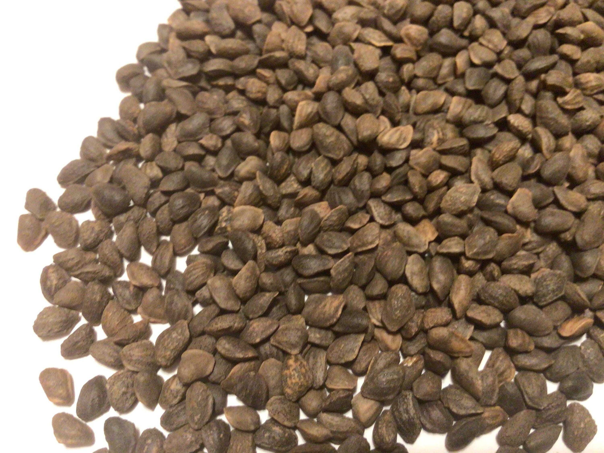 Improved Loblolly Pine Tree Seeds (PINUS TAEDA IMPROVED) | TreeSeedMan ...