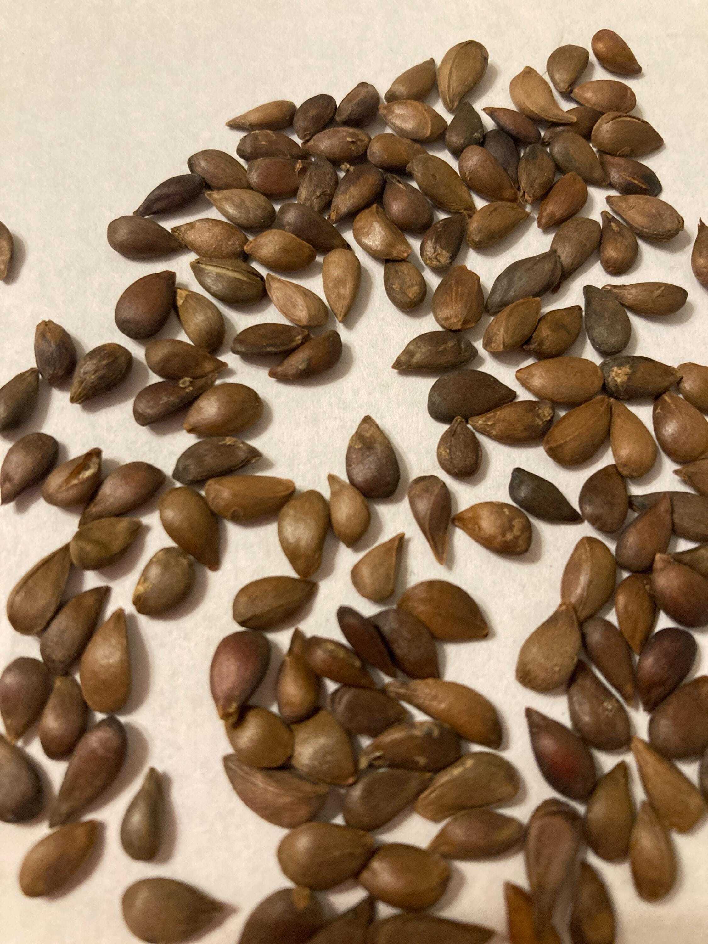 Common Apple Tree Seeds (MALUS PUMILA) (Paradise Apple) | TreeSeedMan ...