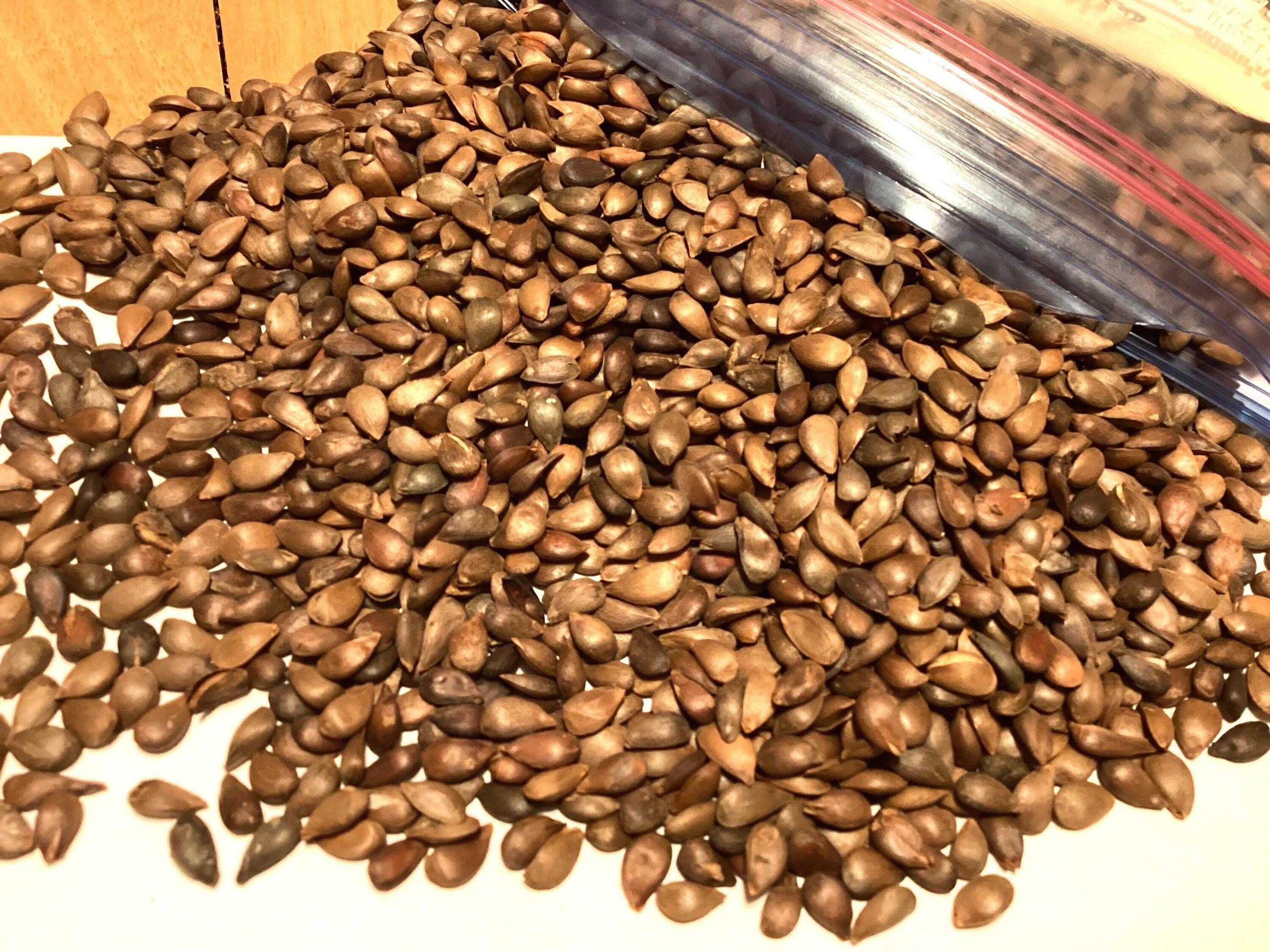 Common Apple Tree Seeds (MALUS PUMILA) (Paradise Apple) (98% Red ...