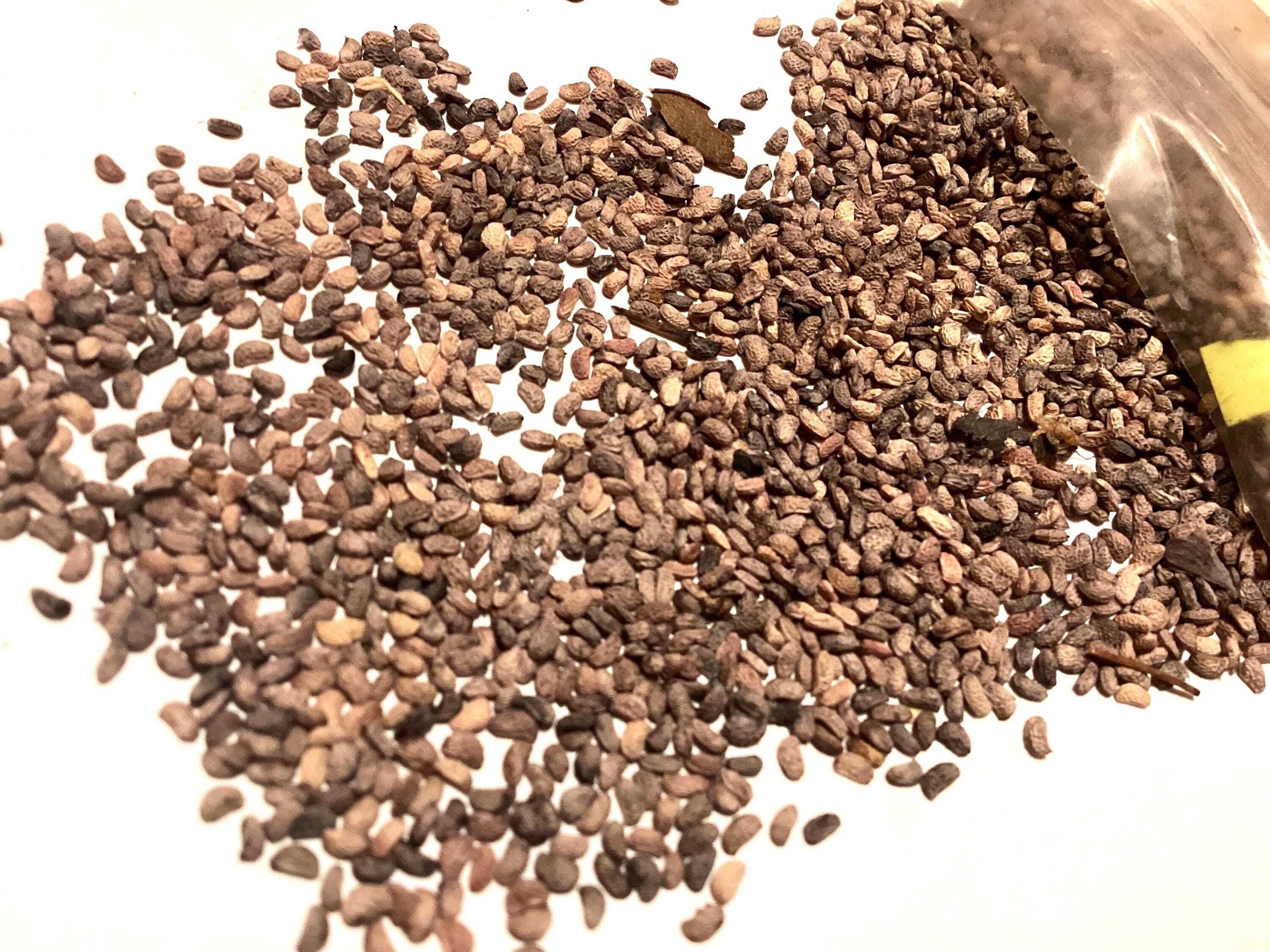 Red Raspberry Seeds (RUBUS IDAEUS) | TreeSeedMan.Com TREE, SHRUB ...