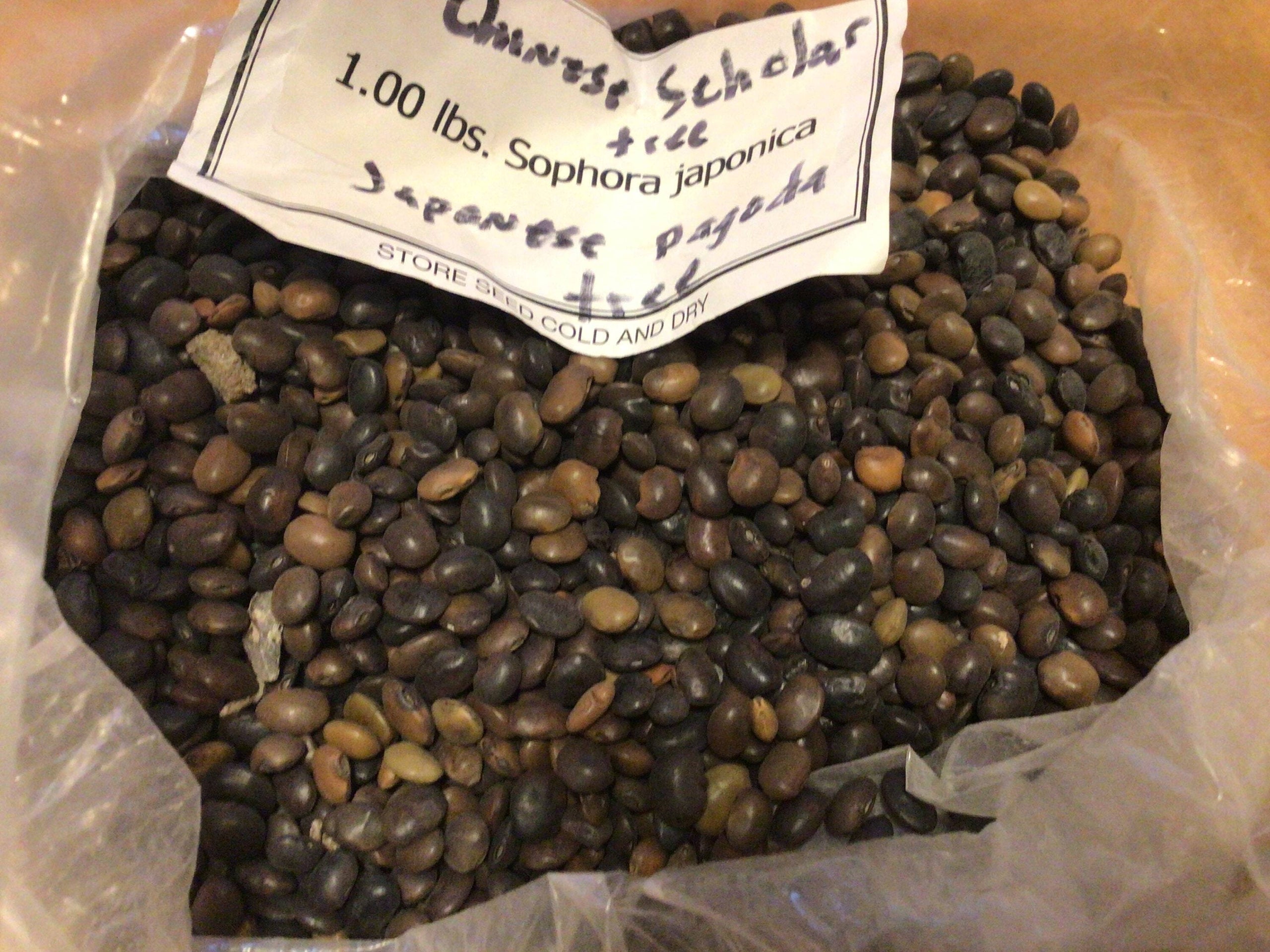 Chinese Scholar Tree Seeds (SOPHORA JAPONICA) (Japanese Pagoda Tree ...